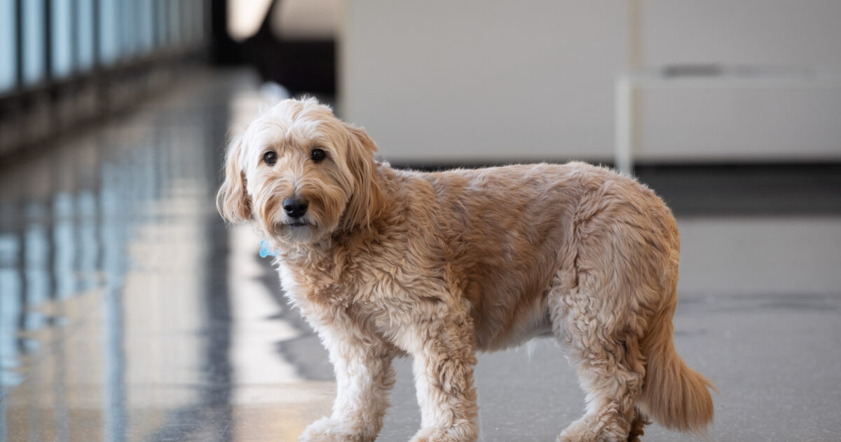 Maddy | IIT College of Architecture